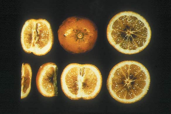 Spotting Boron Deficiency | U.S. Borax