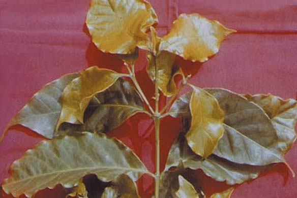 Boron Deficiency Symptoms in Coffee | U.S. Borax