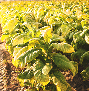 Boron deficiency in drug crops | U.S. Borax