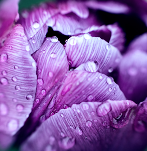 Boron deficiency in flowers and ornamentals | U.S. Borax