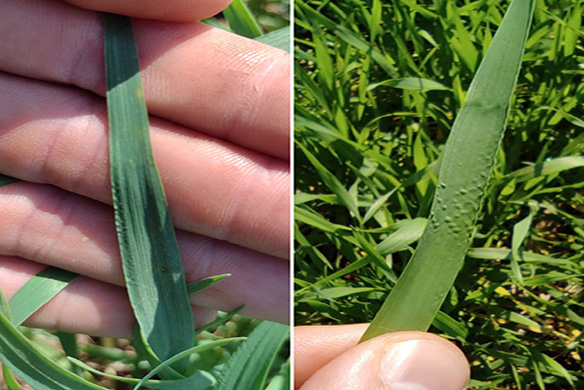 Boron Deficiency in Wheat | U.S. Borax