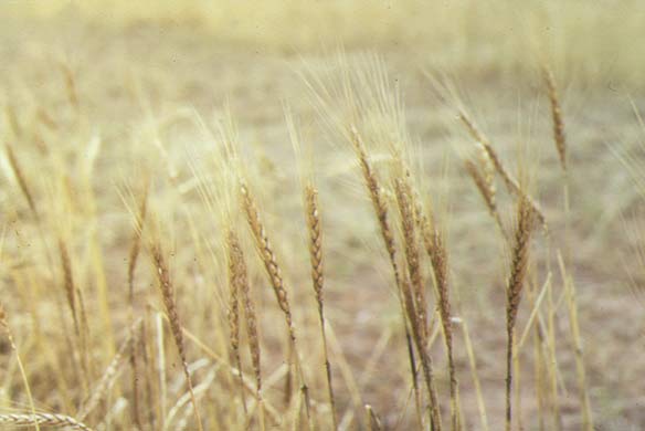 Boron Deficiency in Barley Crops | U.S. Borax