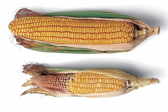 Boron Deficiency in Corn | U.S. Borax