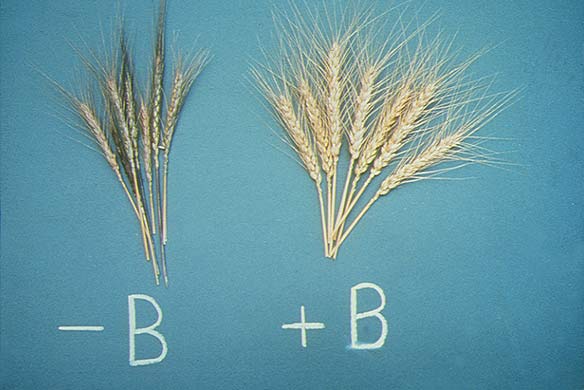 Boron Deficiency in Wheat | U.S. Borax