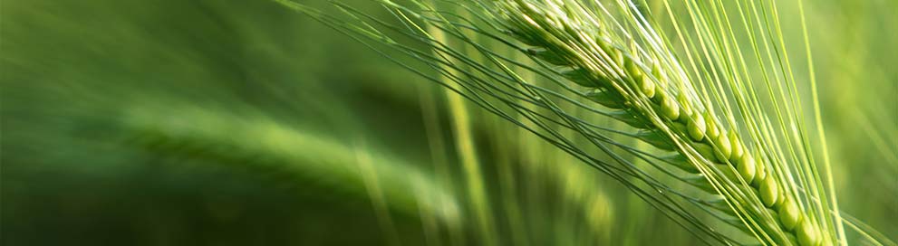 Boron Deficiency in Barley Crops | U.S. Borax