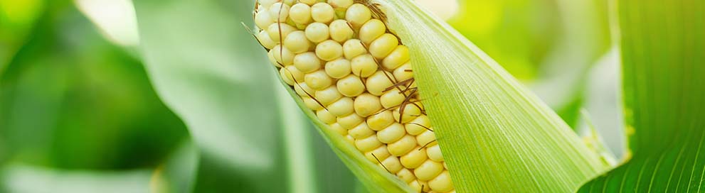 Boron Deficiency in Corn Crops | U.S. Borax | U.S. Borax