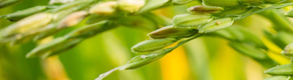 Boron Deficiency in Rice Crops | U.S. Borax