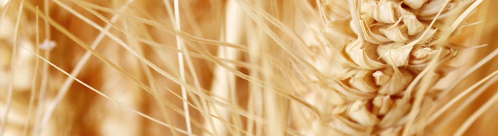 Boron Deficiency in Wheat | U.S. Borax