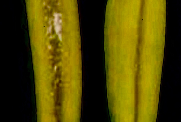 Boron Deficiency in Wheat | U.S. Borax