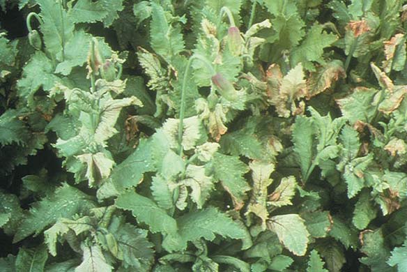 Boron deficiency in drug crops | U.S. Borax