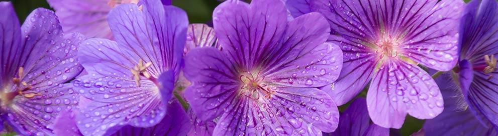 Boron Deficiency in Geranium | U.S. Borax