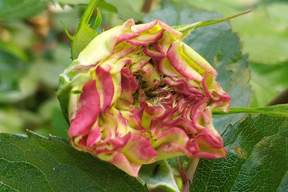 Boron Deficiency in Roses | U.S. Borax