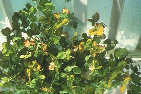 Boron Deficiency in Clovers | U.S. Borax