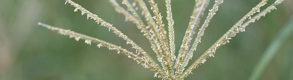 Boron Deficiency in Rhodes Grass | U.S. Borax