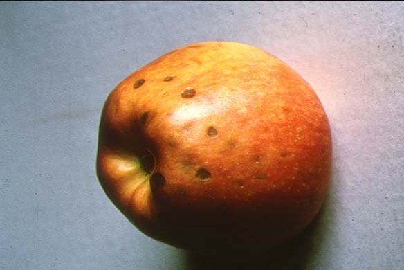 Boron Deficiency in Apples | U.S. Borax