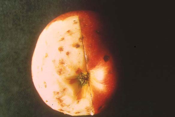 Boron Deficiency in Apples | U.S. Borax