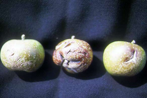 Boron Deficiency in Apples | U.S. Borax