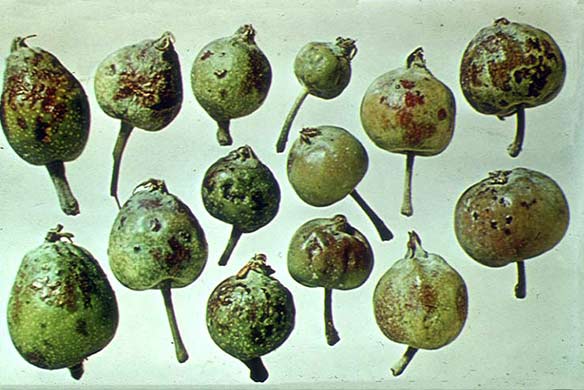 Boron Deficiency in Apples | U.S. Borax