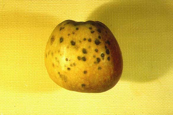 Boron Deficiency in Apples | U.S. Borax