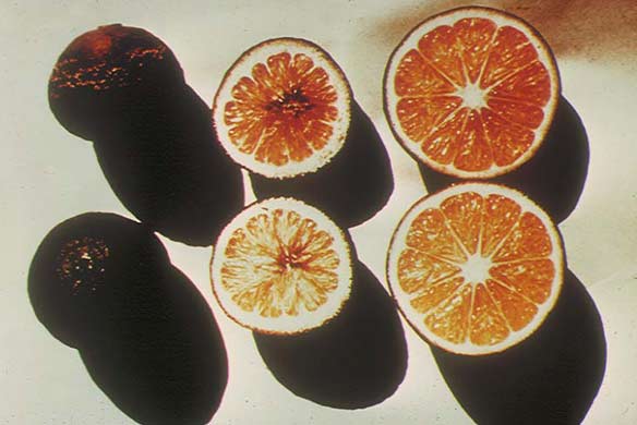 Boron Deficiency in Citrus | U.S. Borax