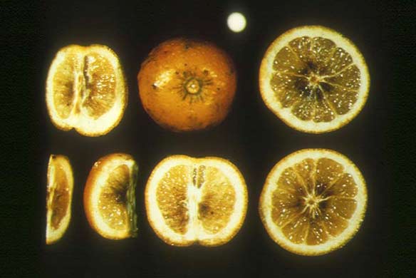 Boron Deficiency in Citrus | U.S. Borax