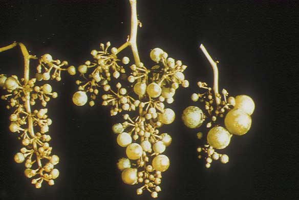 Boron Deficiency in Grapes | U.S. Borax
