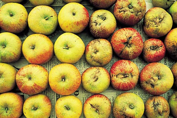 Boron Deficiency in Apples | U.S. Borax