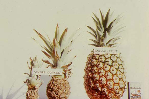 Boron Deficiency in Pineapples | U.S. Borax