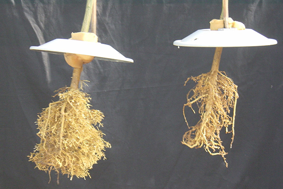 Boron Deficiency in Citrus | U.S. Borax