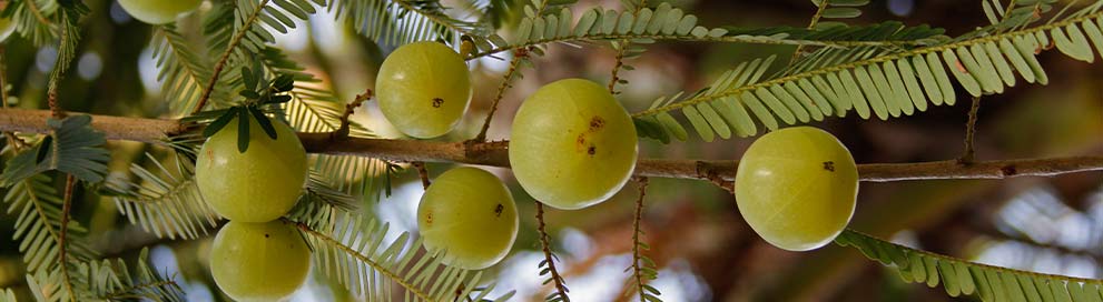 Boron Deficiency in Aonlas | U.S. Borax