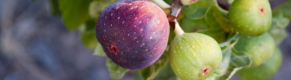 Boron Deficiency in Figs | U.S. Borax