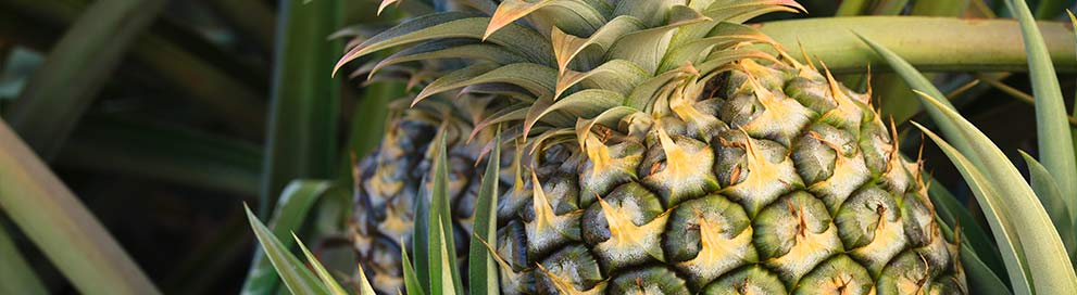 Boron Deficiency in Pineapples | U.S. Borax