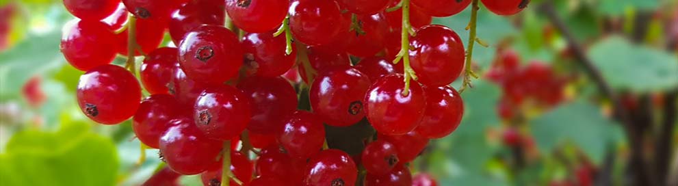 Boron deficiency in red currants | U.S. Borax