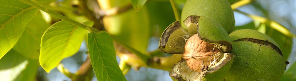 Boron Deficiency in Walnuts | U.S. Borax