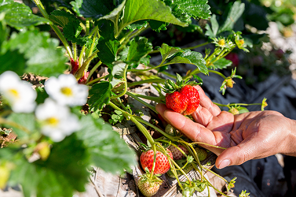 Boron Deficiency in Strawberries | U.S. Borax