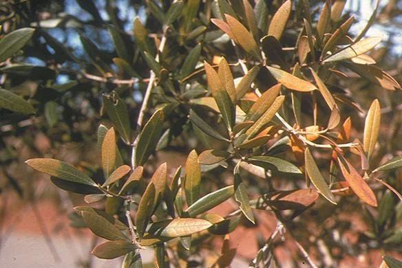 Boron Deficiency In Olives Us Borax