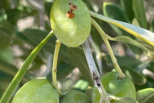 Boron Deficiency In Olives Us Borax