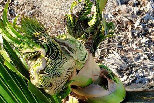 Spotting boron deficiency | U.S. Borax