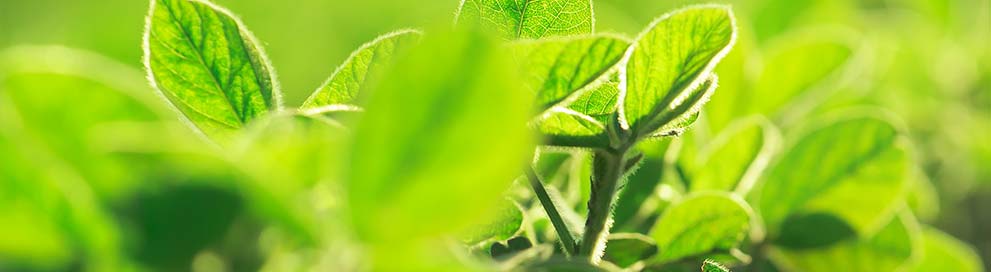 Boron Deficiency In Soybeans Us Borax