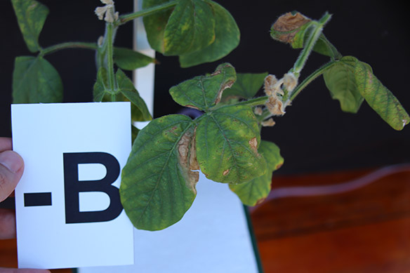 Boron Deficiency in Soybeans | U.S. Borax | U.S. Borax