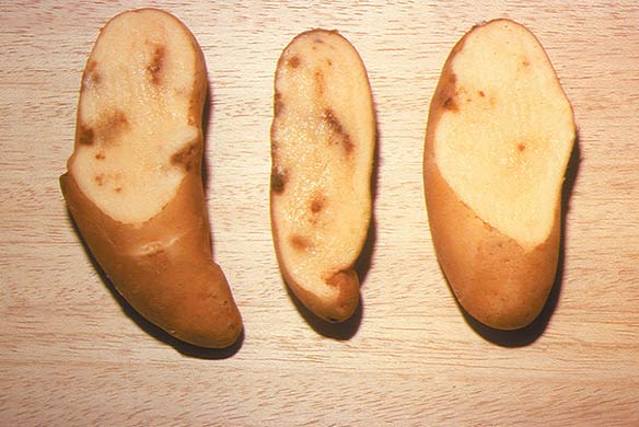 Boron Deficiency in Potatoes | U.S. Borax