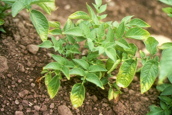Boron Deficiency In Turnips Us Borax