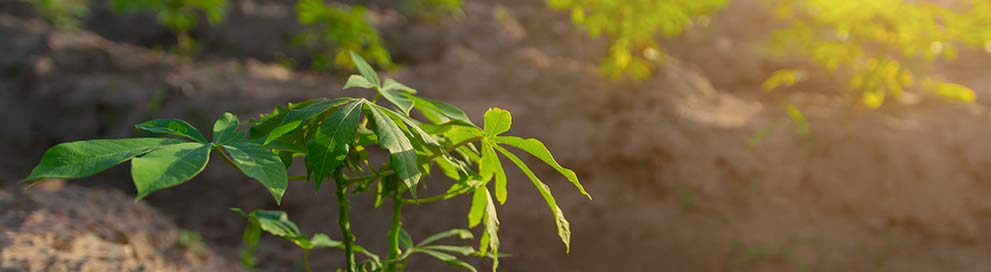 Kasaba Root