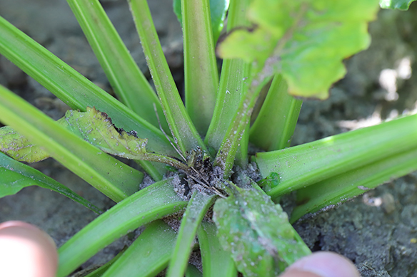 Boron Deficiency in Sugar Beets | U.S. Borax