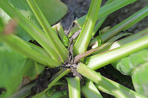 Boron Deficiency in Sugar Beets | U.S. Borax