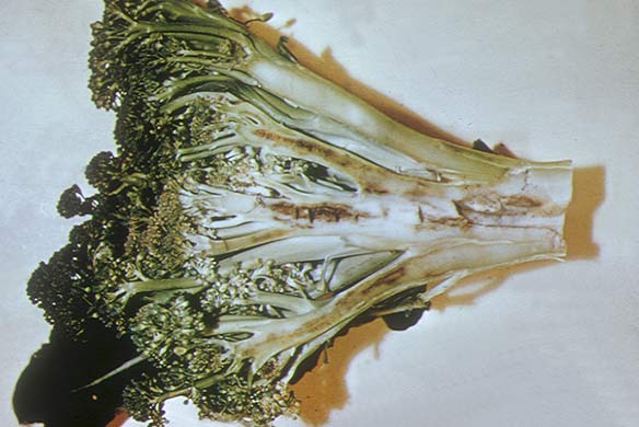 Boron Deficiency in Broccoli | U.S. Borax