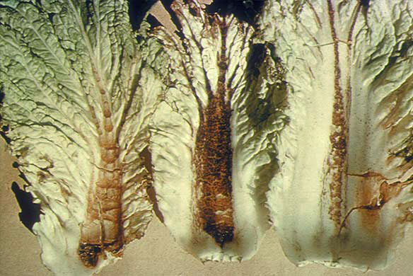 Boron Deficiency in Chinese Cabbage | U.S. Borax