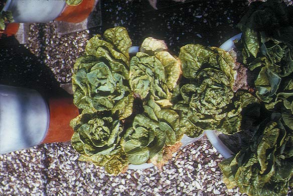Boron Deficiency in Lettuce | U.S. Borax