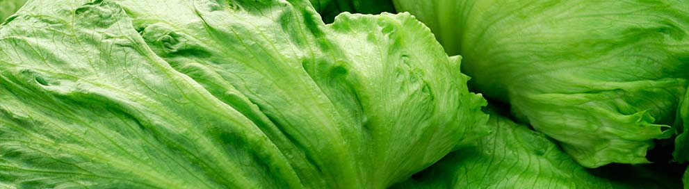 Boron Deficiency in Lettuce | U.S. Borax