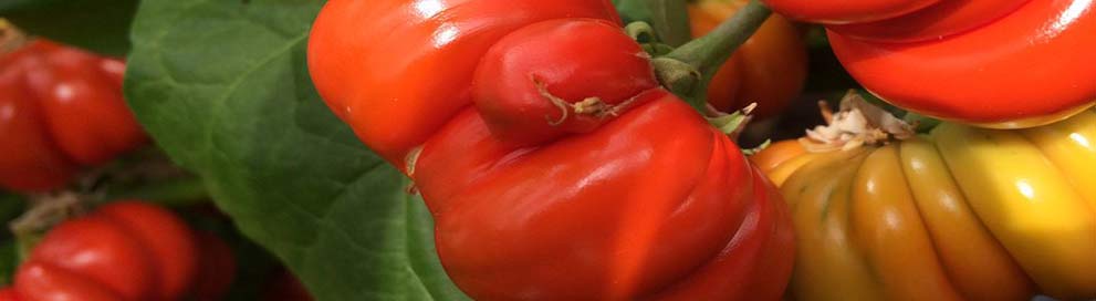 Boron Deficiency in Solanum Gilo | U.S. Borax